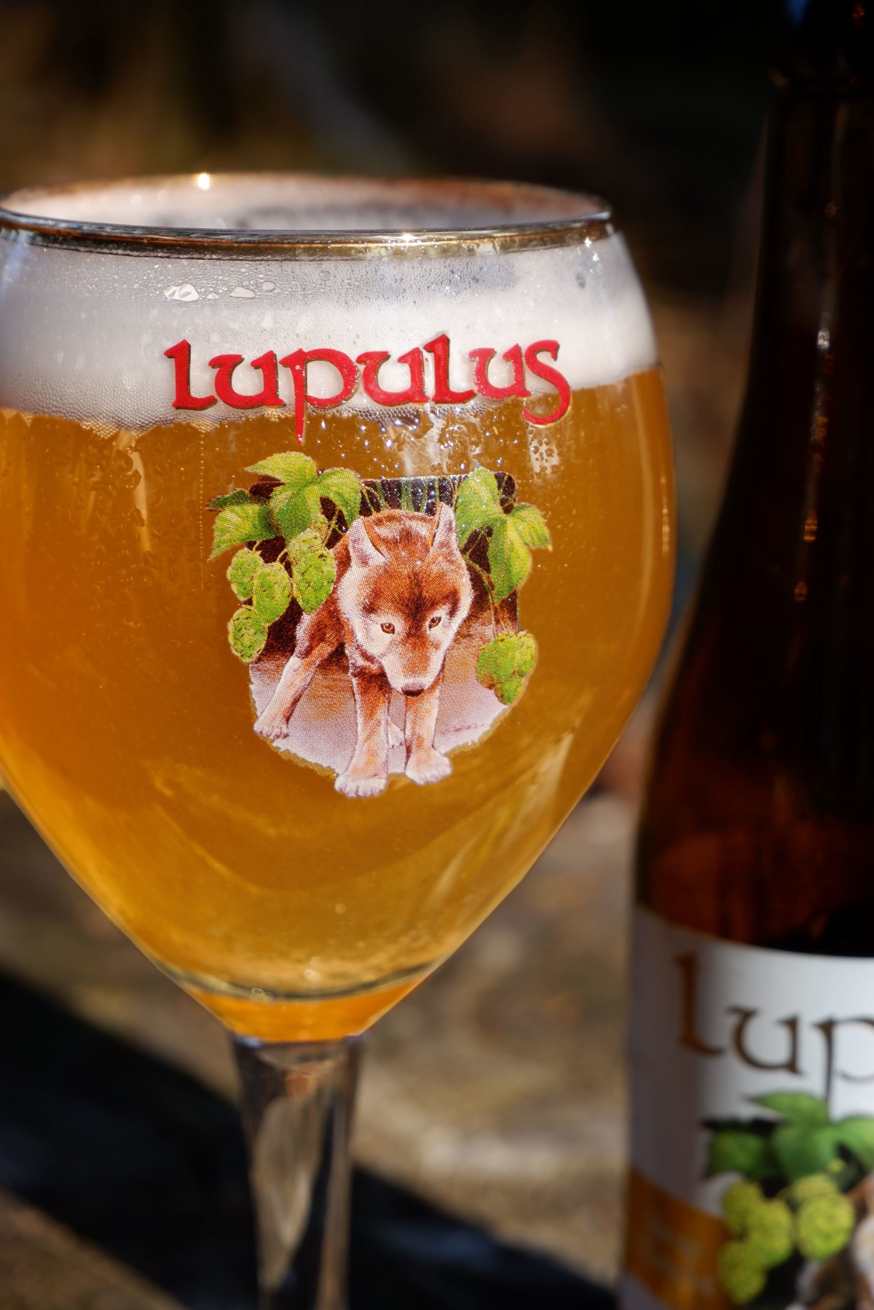 Logo Lupulus - Lupulus