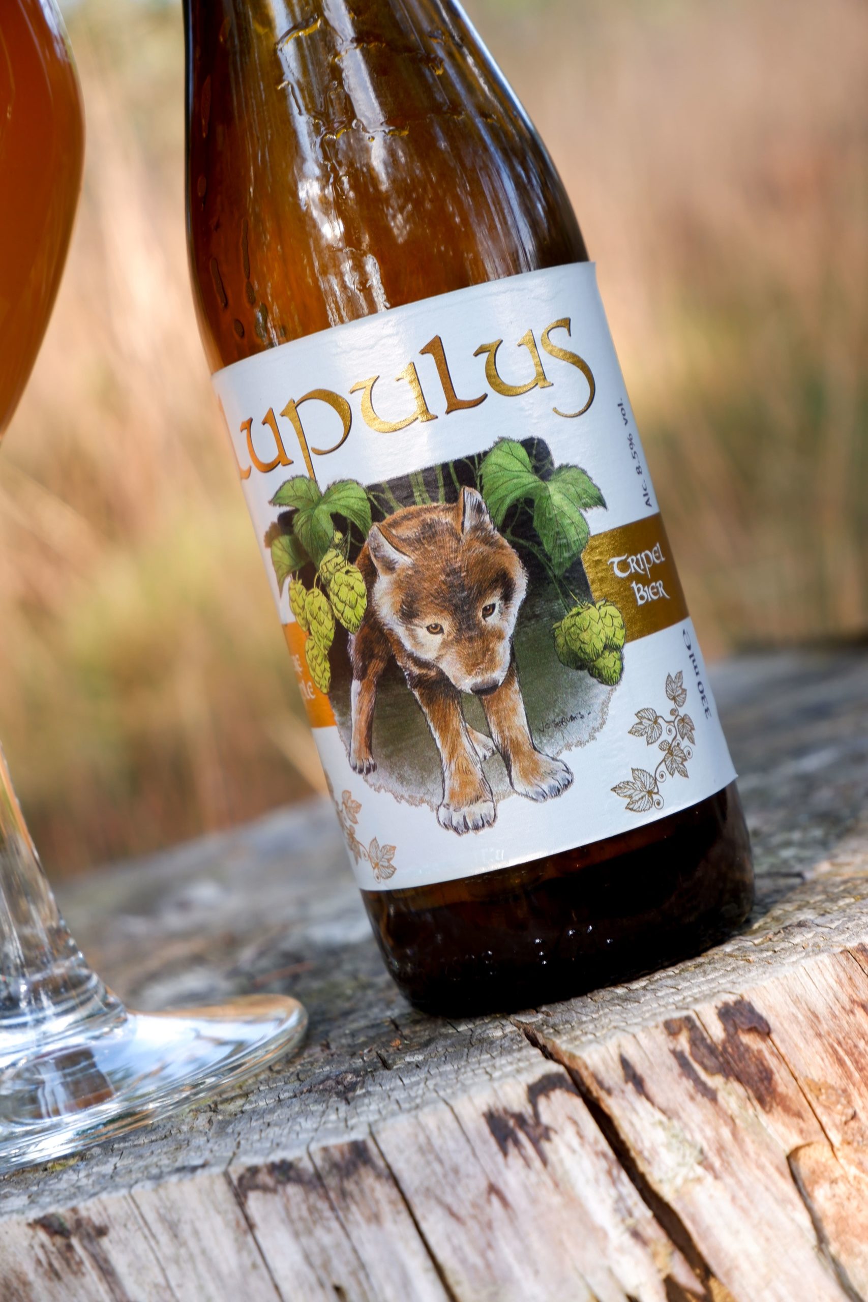 Brasserie Lupulus : tout savoir sur cette brasserie incontournable